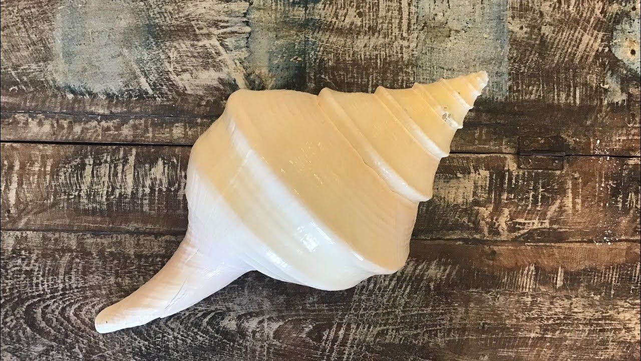 Hanuman Gada Shankh Medium Size🐚. Loudest Shankh In The World Now In ...