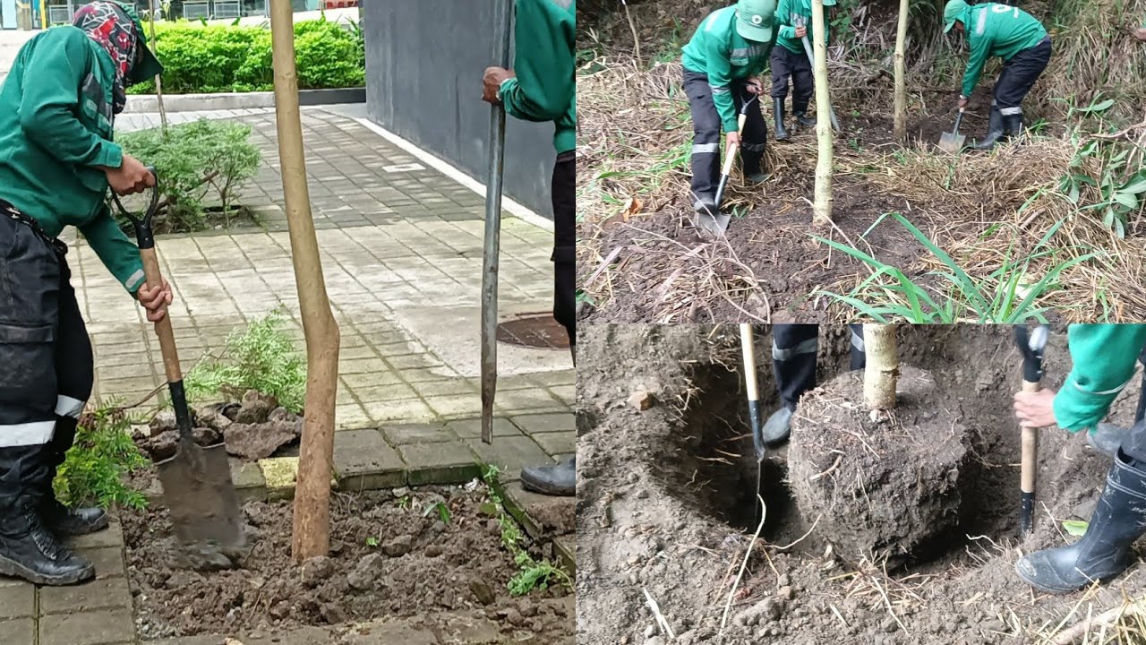 balling out/ tree planting - YouTube