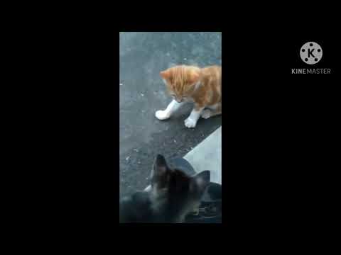 Aktivitas Widya bersama kucing kesayangannya part 1