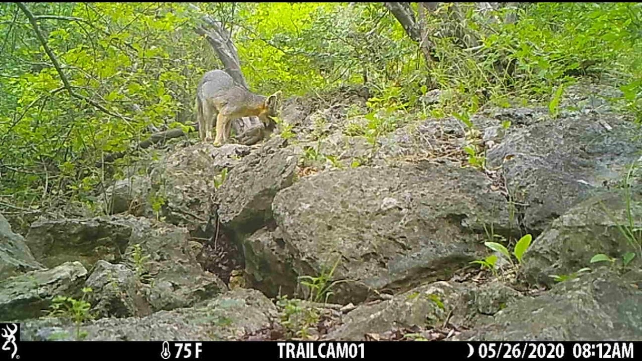Texas Trail Cams - Gray Fox Mom & Baby - May 30, 2020 - YouTube