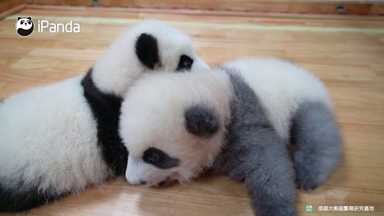 Baby Panda Feels Pressure From Her Roomie | iPanda - YouTube