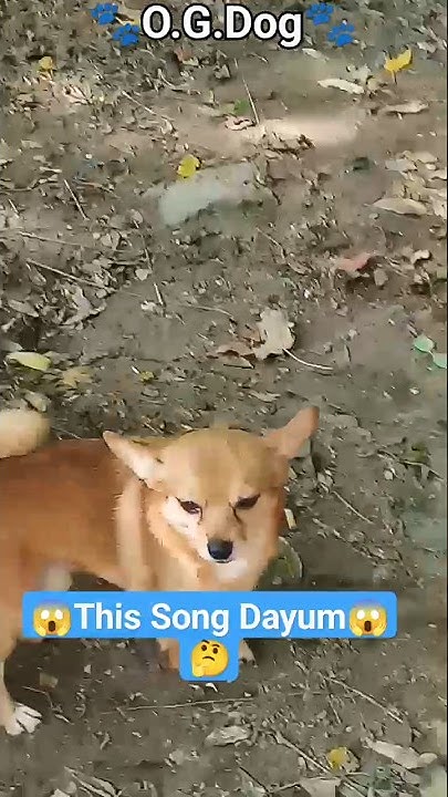 🐾OG.Dog🐾#like #share #sub #trending #viral #fun #dog #comedy #short # ...