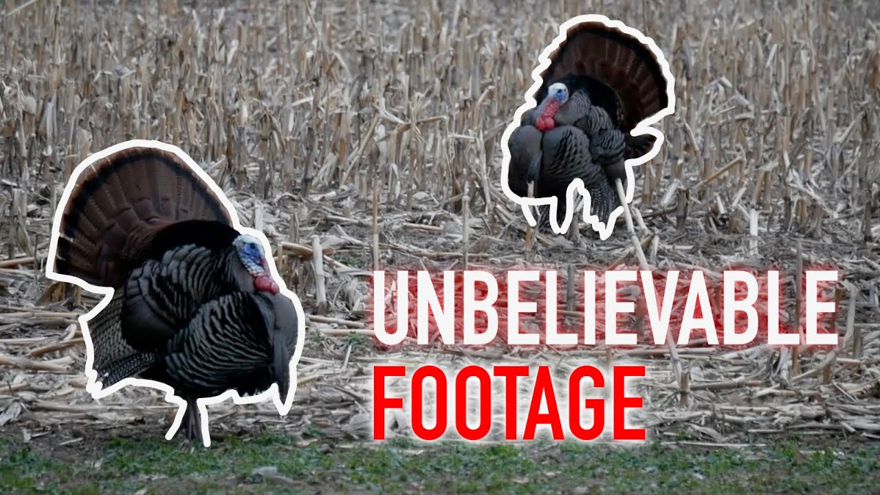 TURKEY SMACK DOWN || UNBELIEVABLE FOOTAGE!!!! - YouTube