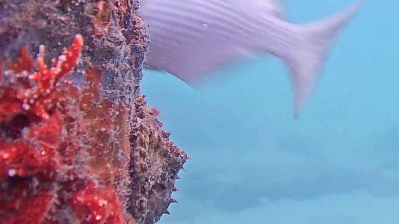 Octopus talking a stroll - YouTube