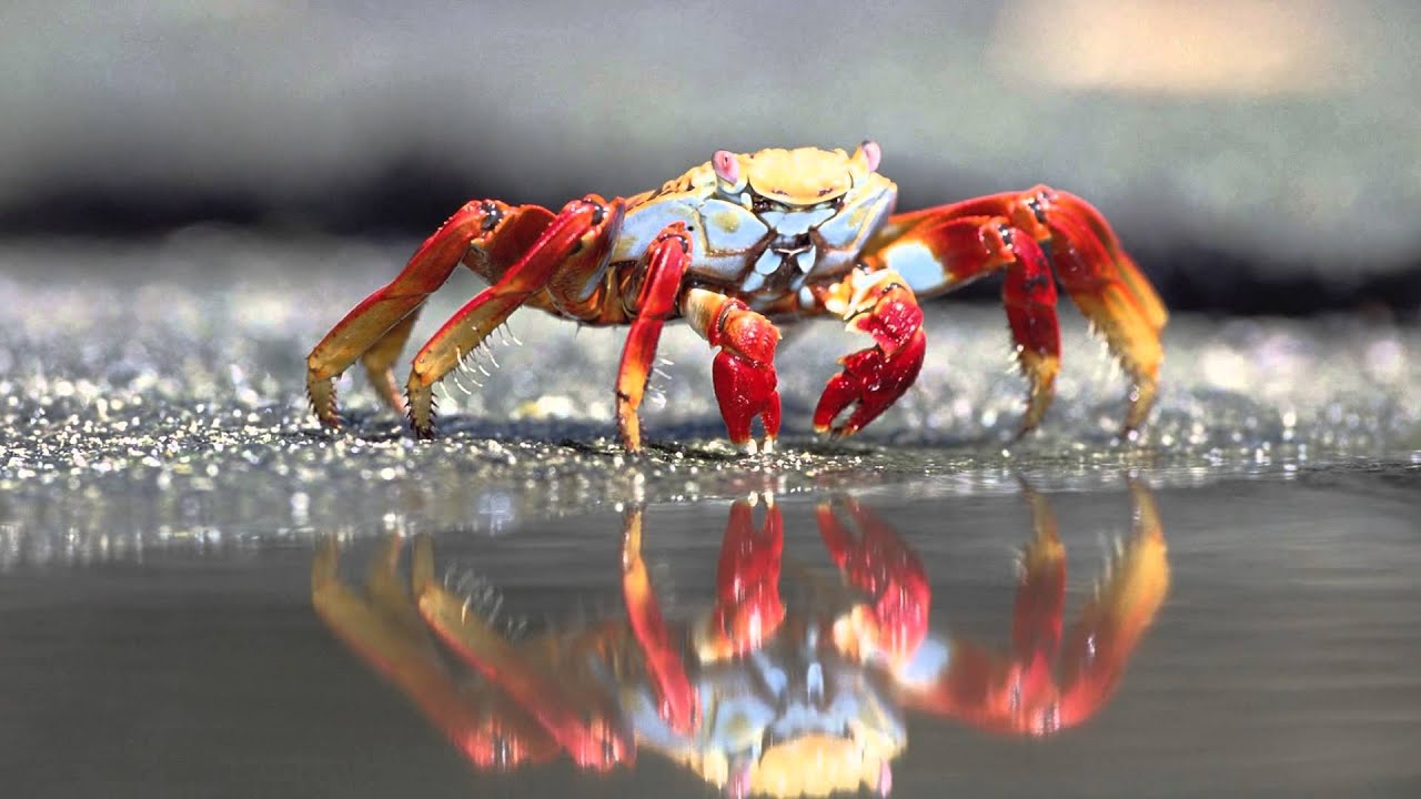 Beautiful And Colourful Crab in The Sea Beach - YouTube