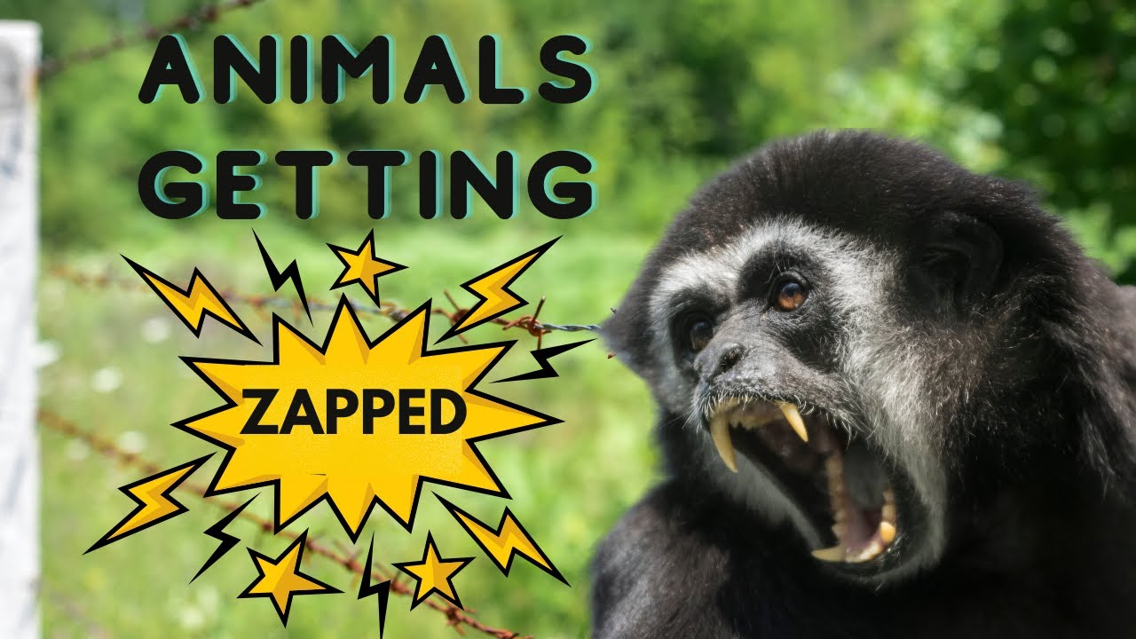 Animals Getting Shocked with Funny Sound Effects! - YouTube