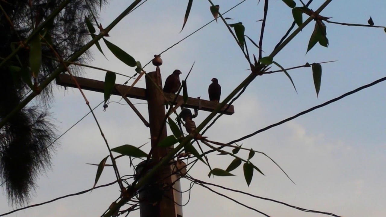 Two Hawks YouTube two-hawks-youtube