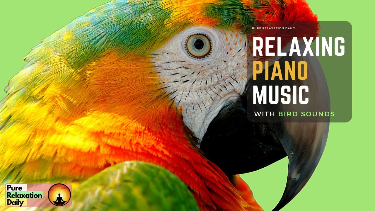Beautiful Relaxing Music • Peaceful Piano Music With Bird Sounds ...