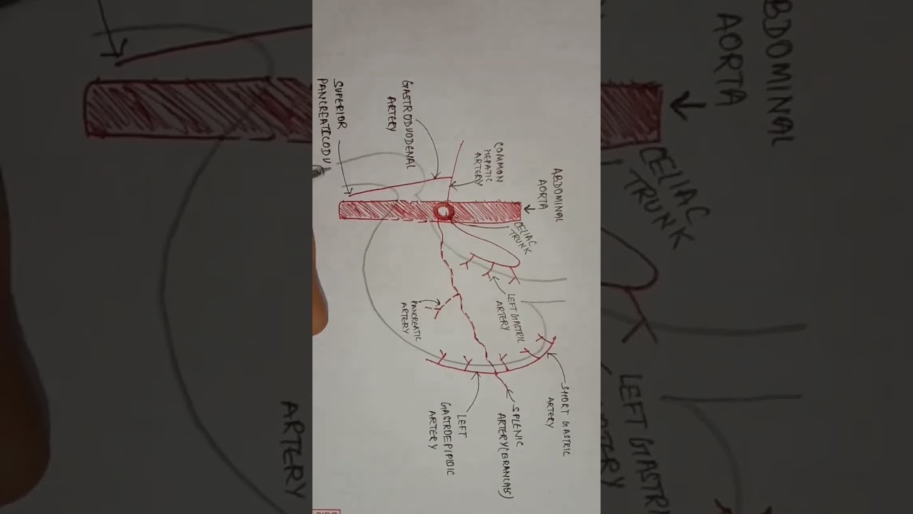 Arterial supply of Stomach👉🏻 - YouTube