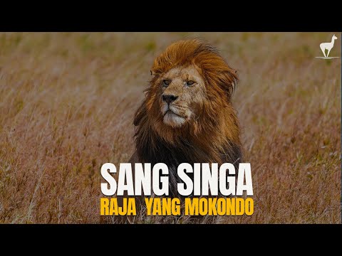 Singa: Raja Sabana yang Mokondo, Bergantung Kepada Istri