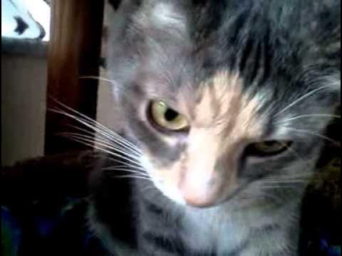 a cat getting high and stoned on catnip..very funny lol - YouTube