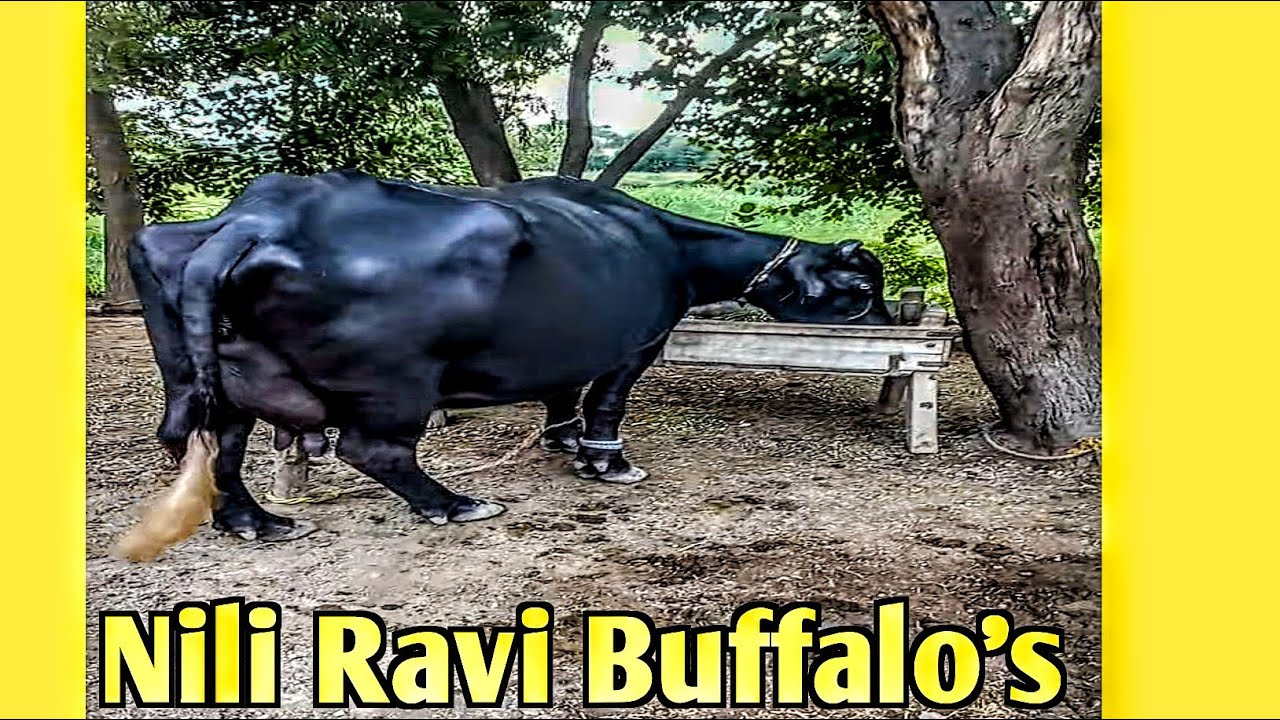 Nili Ravi Buffalo's for sale | Nili Ravi buffalo| - YouTube