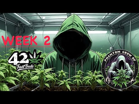 Week 2 of Mystery Autoflower seed pack!! (with cure review from last ...