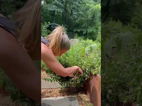 This is why growing herbs is the best hack to elevate your garden  #garden #herbs #herbgarden