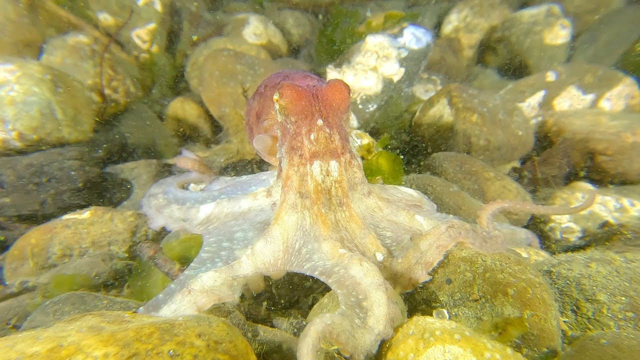 Pacific Red Octopus Changing Colors - YouTube