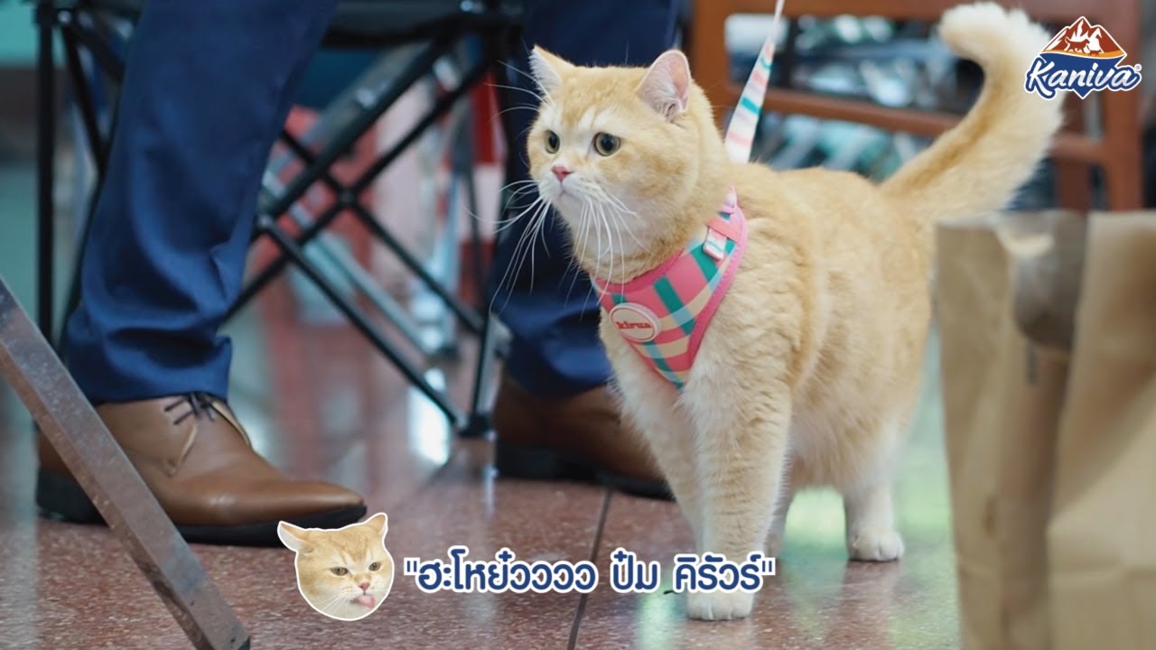 Behind the scenes : Kaniva ถูกใจคนรู้ใจแมว - YouTube