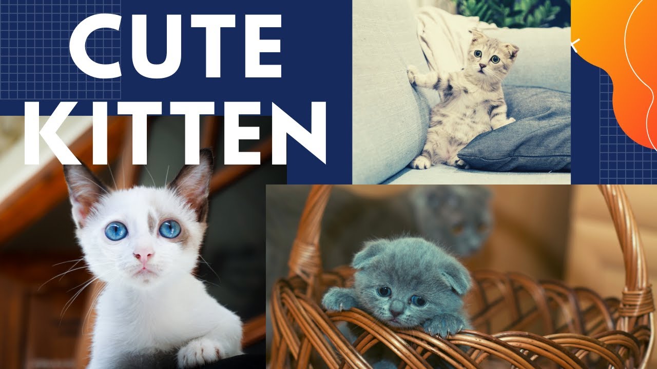 Funny video of kittens | Cute kittens meowing compilation💛 - YouTube