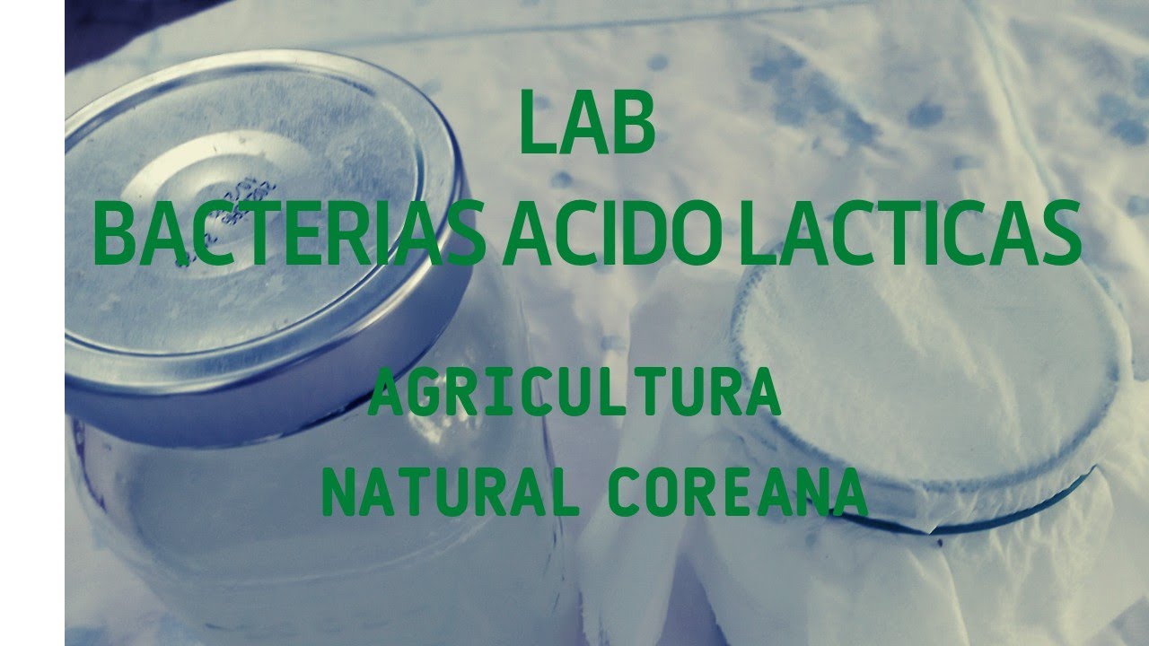 LAB, BACTERIAS ACIDO LACTICAS - YouTube