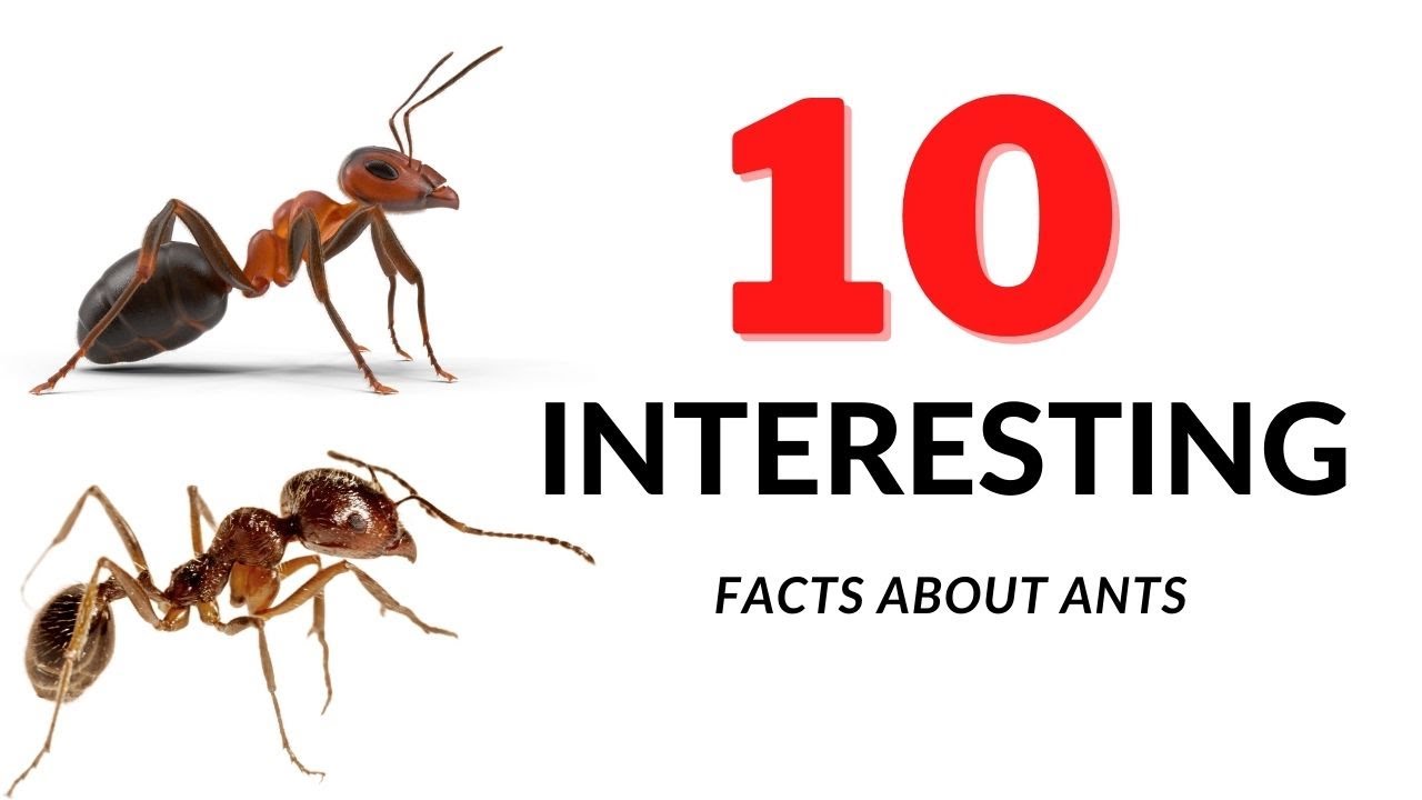 10 INTERESTING FACTS ABOUT ANTS | BEST OF ANTS | THE AMAZING WORLD OF ...