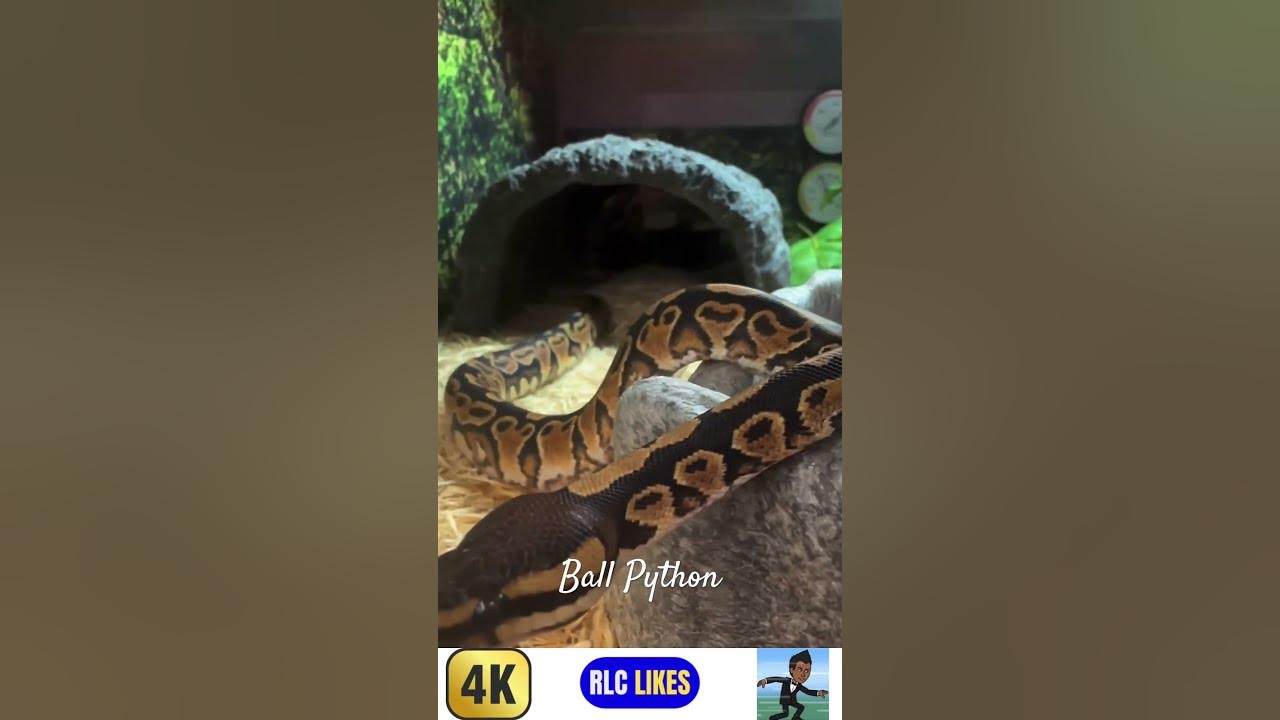 Ball Python Drinking Water - YouTube