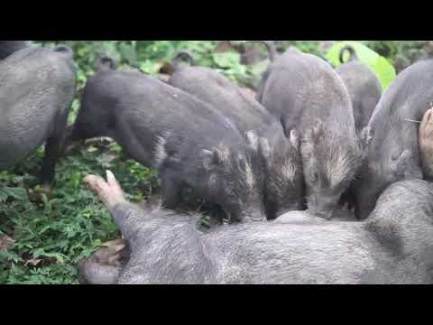 Wild Piglets drink from mother | Wild Pig | baby pigs drinking milk