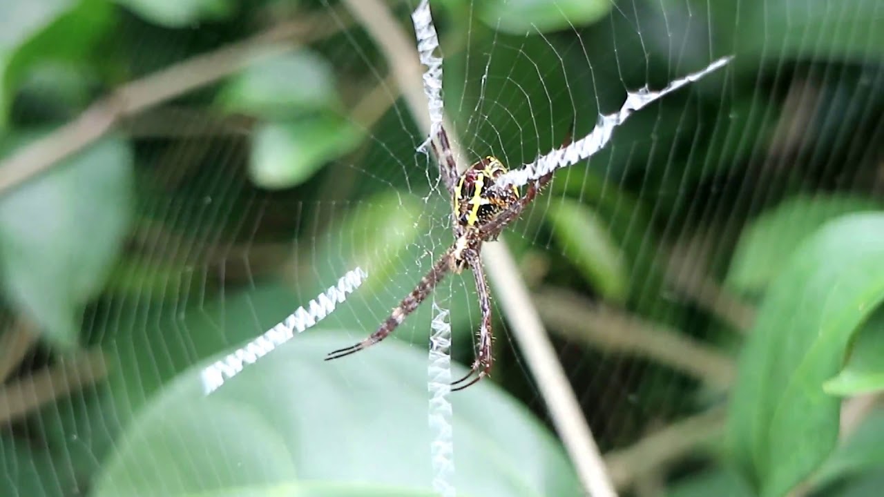 Laba Laba, Spider, Animal, Binatang, Hewan | INDONESIAN FREE FOOTAGE ...