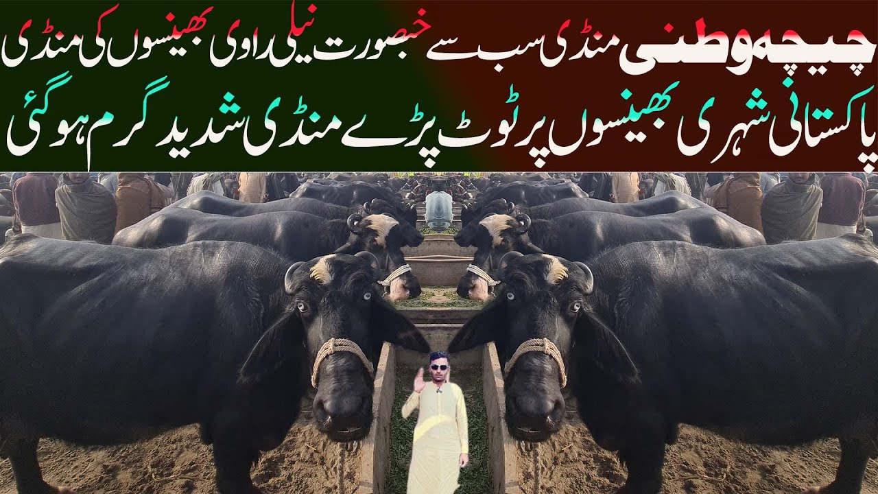 CHICHAWATNI MANDI BUFFALO TODAY FRESH RETES UPDAT - NILI RAVI BUFFALO ...