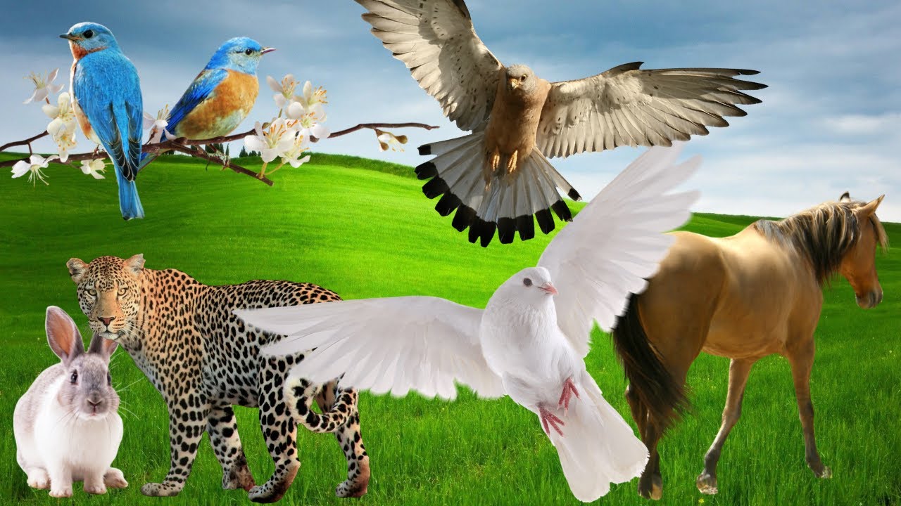 The lives of familiar animals: cats, chickens, horses, ducks, elephants ...