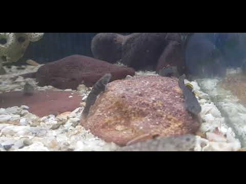 Mugilogobius littoralis BEACHROCK Mangrove goby - YouTube