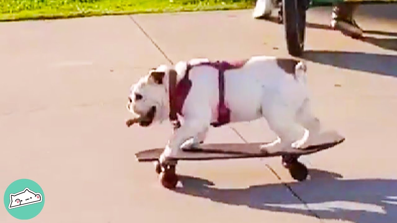 Skateboarding Bulldog Gif