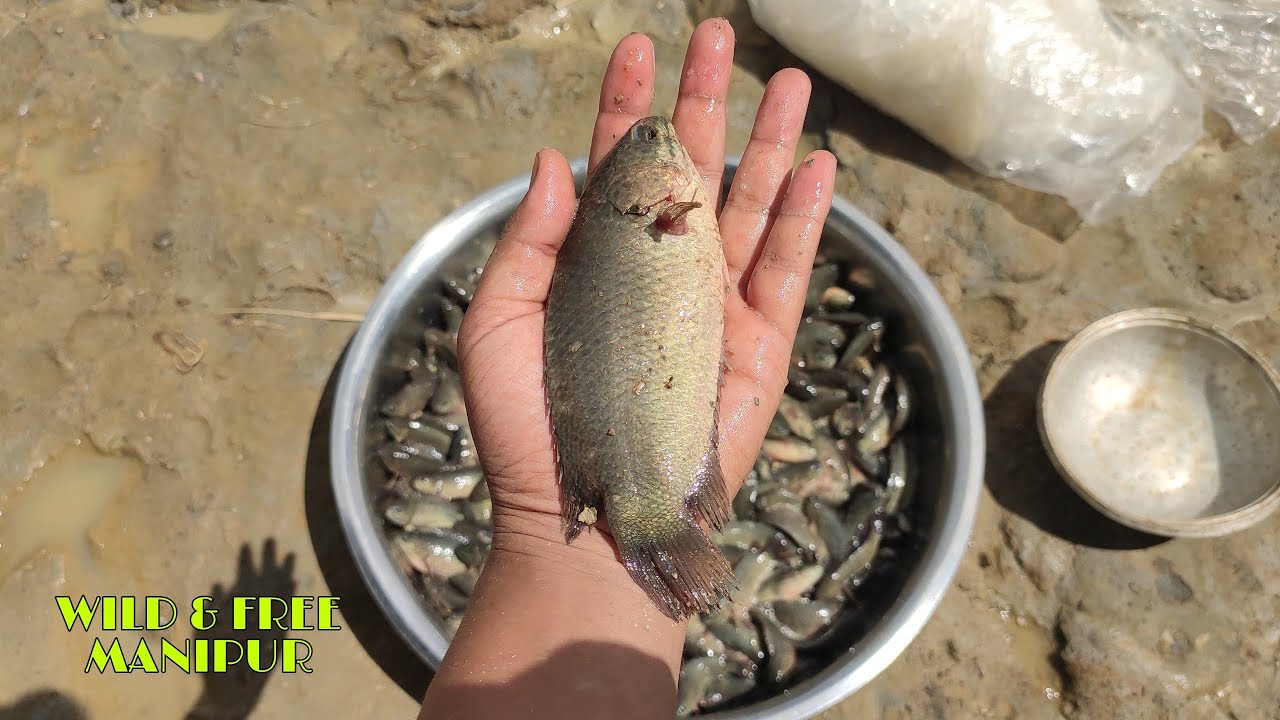 Ukabi (Anabas testudineus) Fish Farming at Komdompokpi, Manipur ...