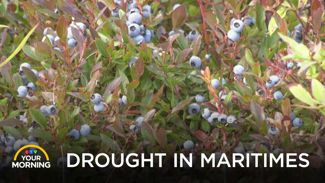 Drought Stunts Wild Blueberries in Maritimes | Your Morning - YouTube