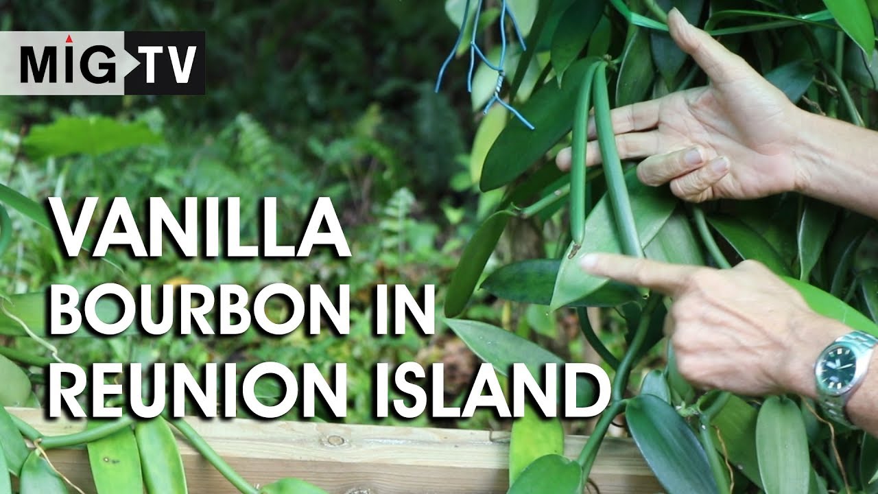 Vanilla Bourbon in Reunion Island - YouTube