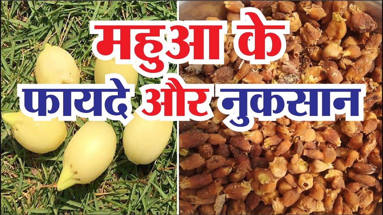 महुआ के फायदे और नुकसान | Mahua ke fayde | Mahua ka ped | Mahua ...