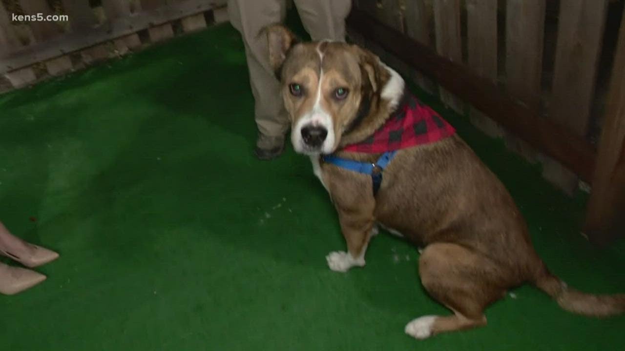 Meet our pet of the week, Collin, who knows lots of tricks - YouTube