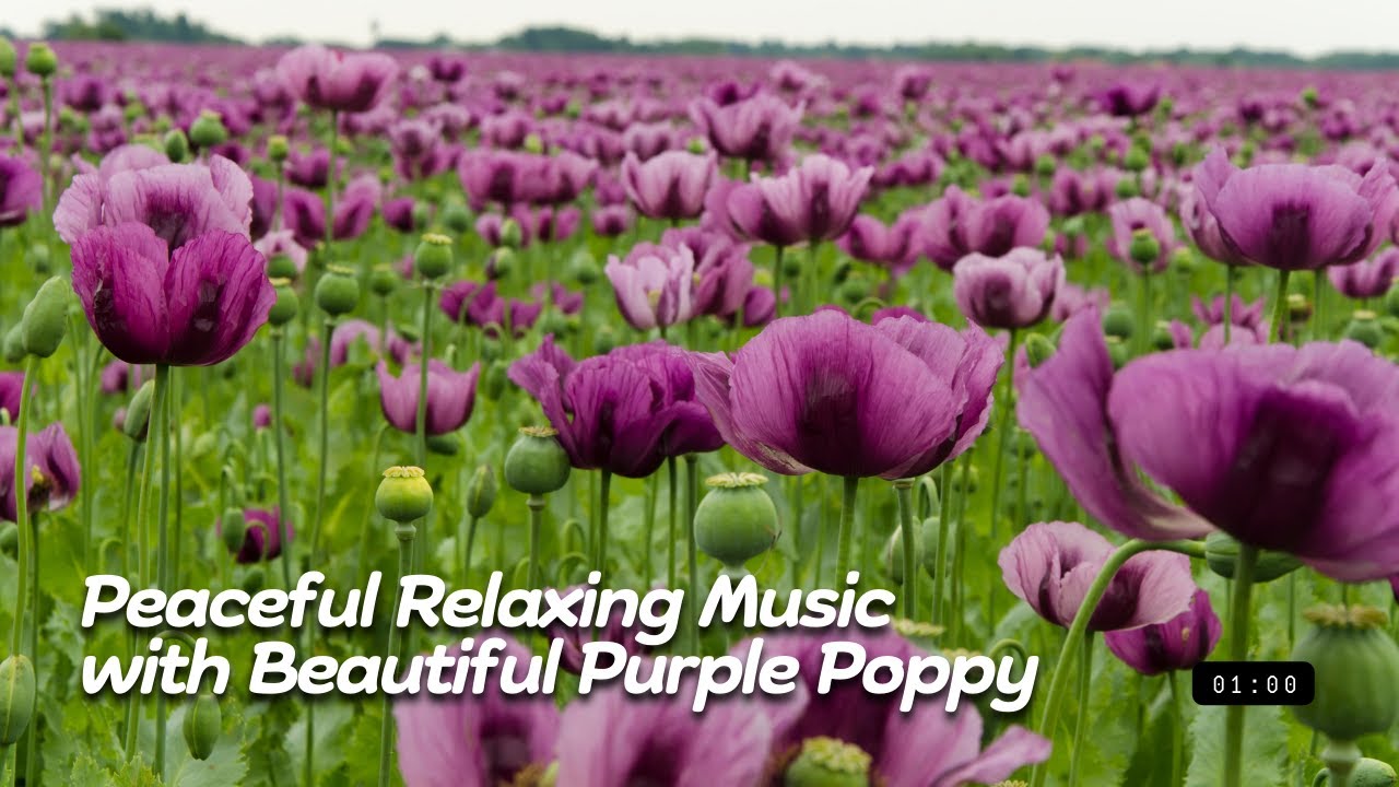Peaceful Relaxing Music with Beautiful Purple Poppy : 1 HOUR - YouTube