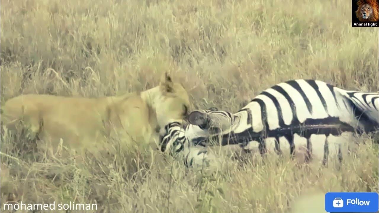 Top 10 lion attack footage of predation filmed by tourists on a safari ...