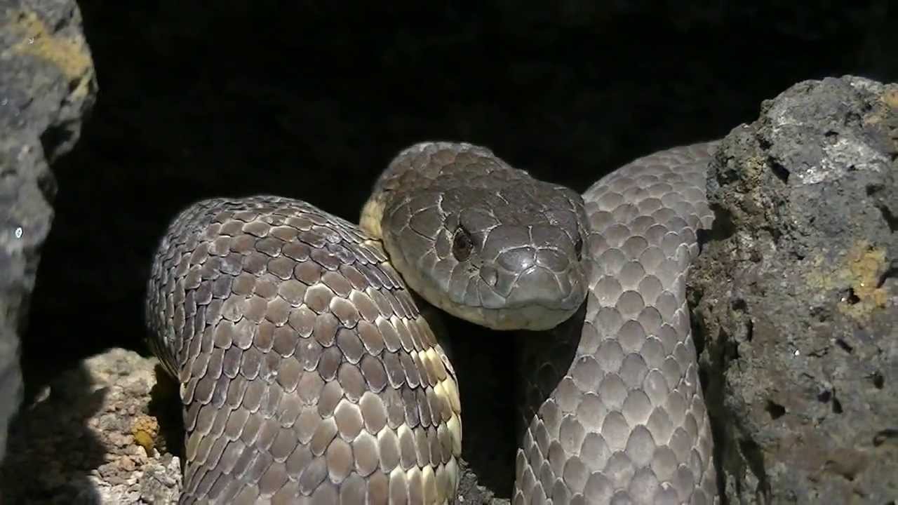 TIGER SNAKE at Head Height - YouTube