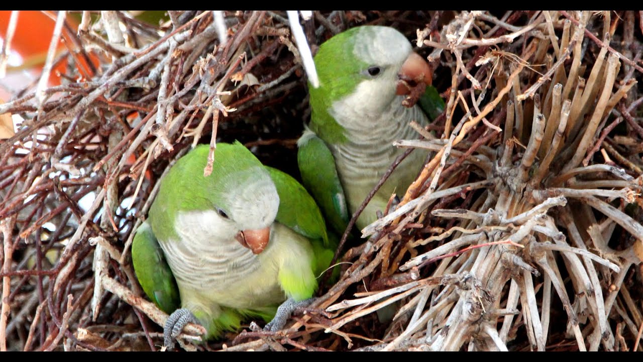 Wild Quaker Parakeets Colony Building YouTube wild-quaker-parakeets-colony-building-youtube