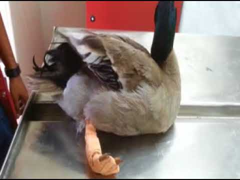 Duck lameness management - YouTube