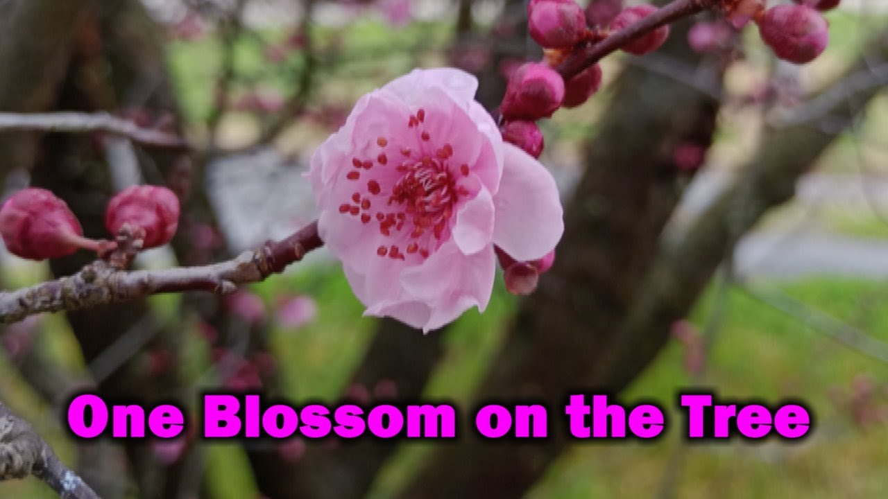One Blossom on the Tree - YouTube
