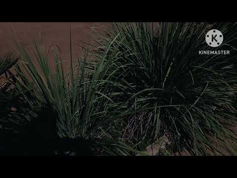 Ob kwv tij npawg ua neej sib nco ua dab sib tos 04/11/2026