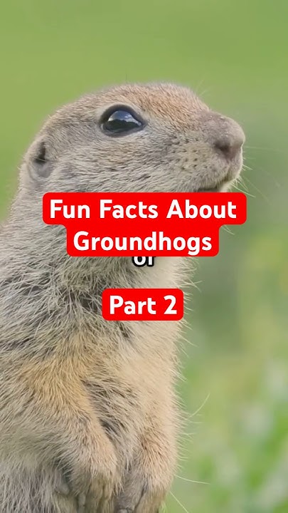 Top 3 Fun Facts About Groundhogs Part 2 #top3 #facts #funfacts # ...