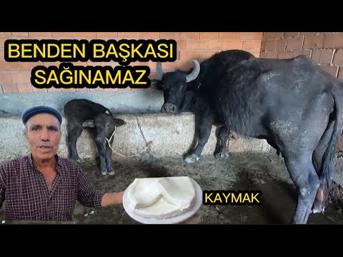 BU MANDA (DOMBAY) ÇOK AKILLI!!!!!!  KÖYLÜ HATÇE TEYZENİN ENFES TURŞU KURUMU/AFYON KAYMAĞI/KÖYBAHÇESİ