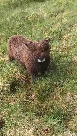 Coloured Ryeland Ram Lamb - YouTube