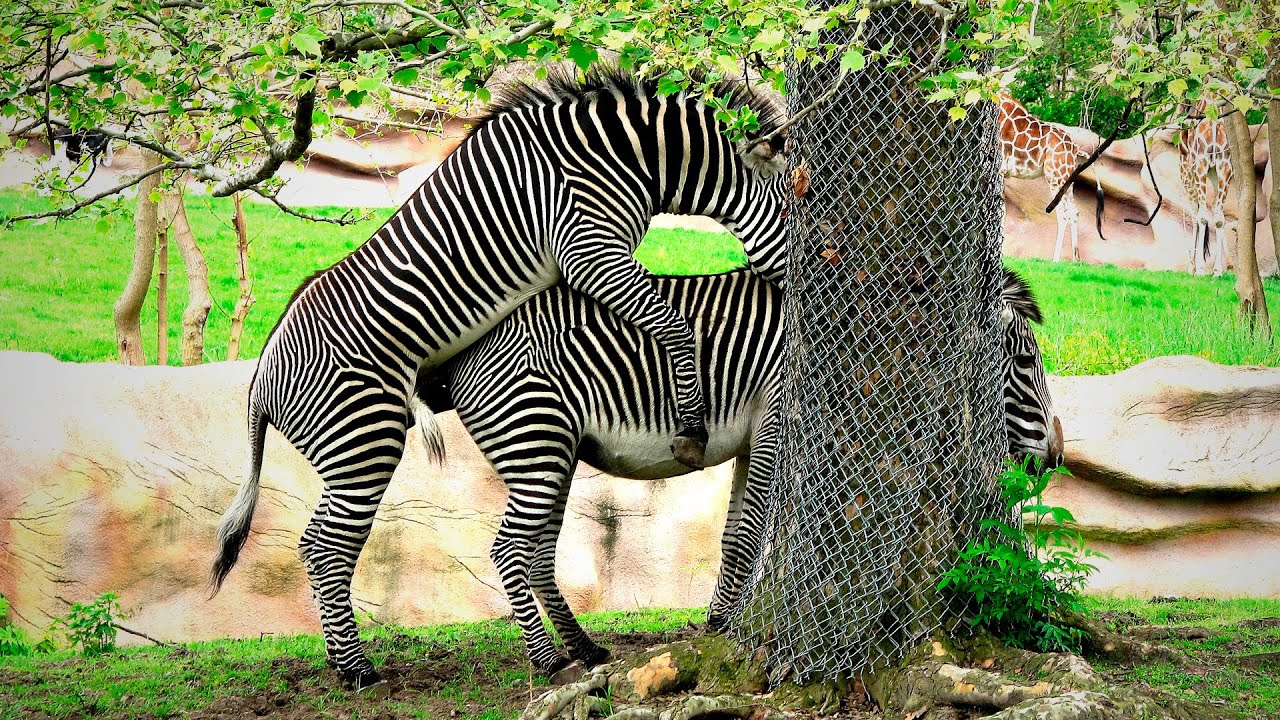 ZEBRA MATING: A phenomenon that's going viral on YouTube. - YouTube