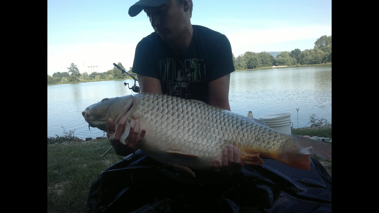 Common carp 33 lbs, Šaran 15 kg - YouTube