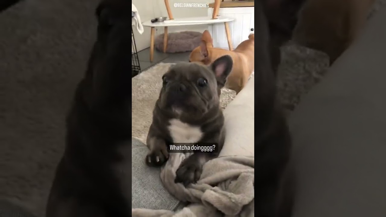 Cutest Frenchie is bored!! Funny French Bulldog Video. #shorts - YouTube