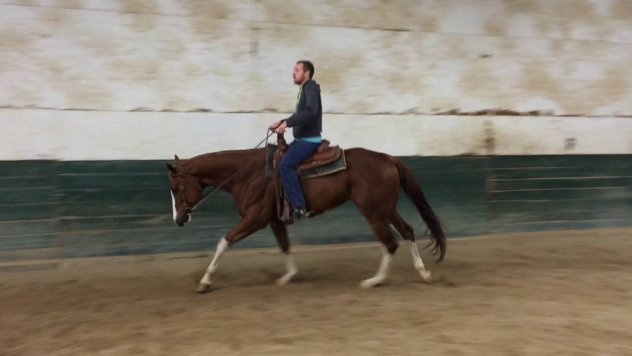 It's Vegas Baby AQHA APHA - YouTube