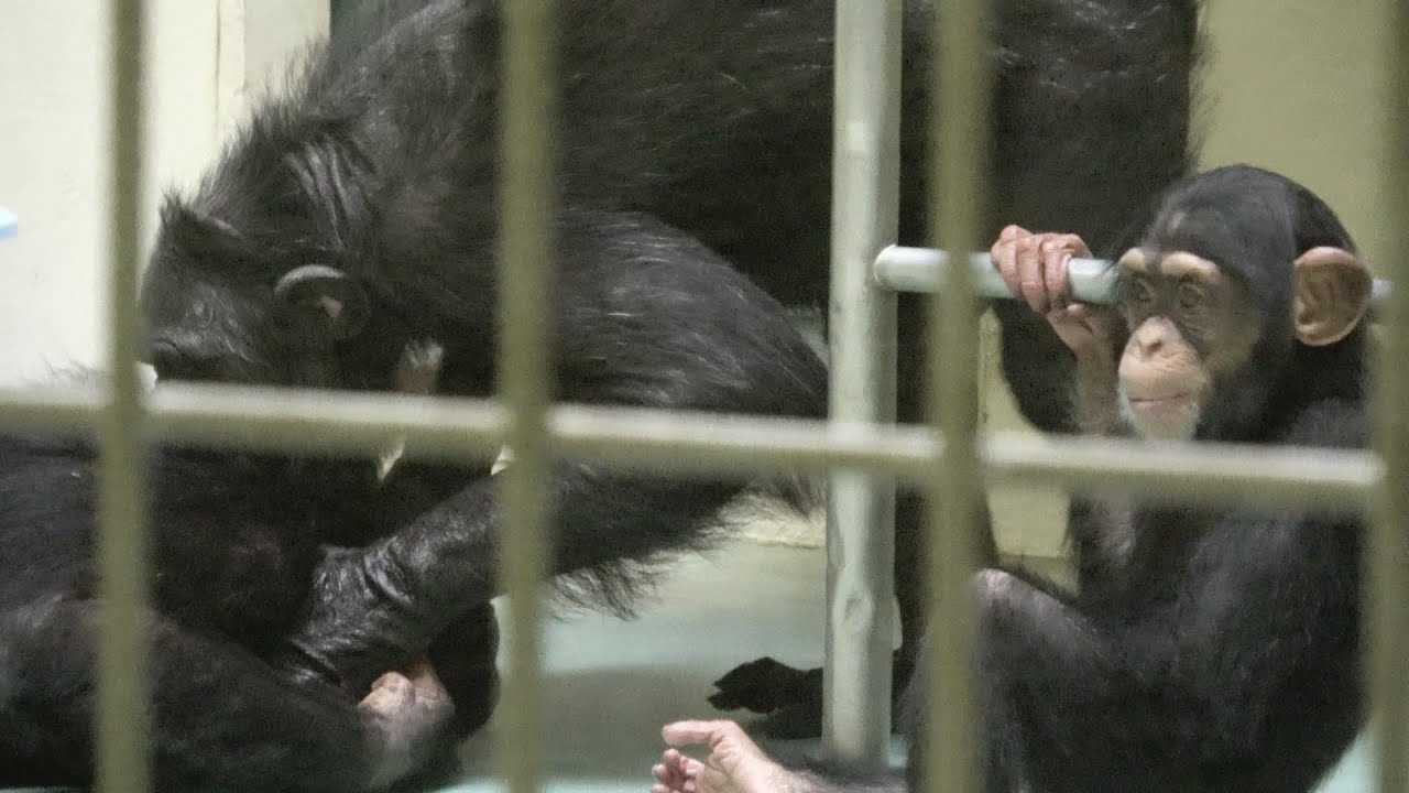 🎶The best father, YUMINOSUKE's family Chimpanzee Kushiro Zoo - YouTube